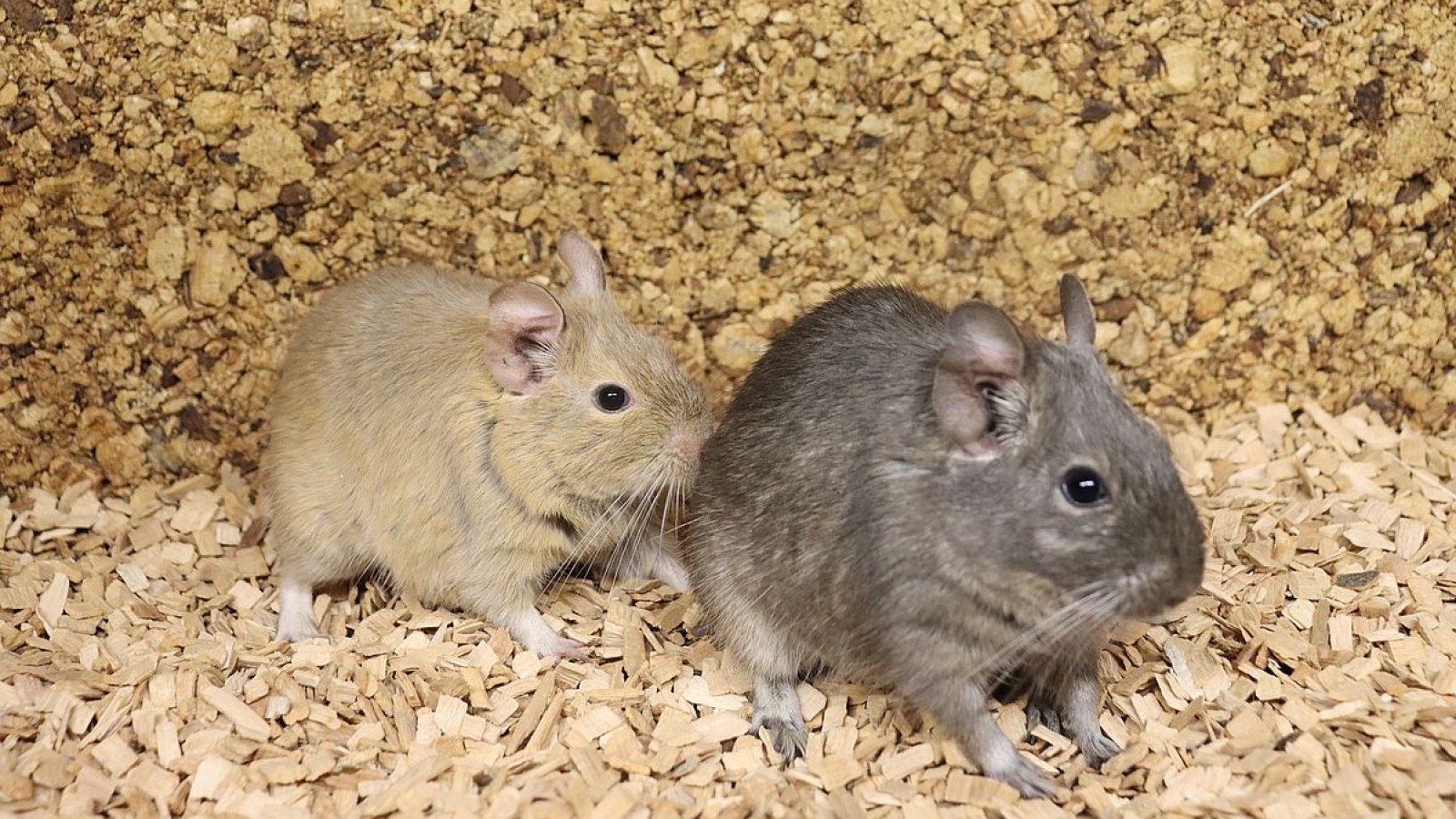 Mülheimer Tierheim: Speedy und Fluffy - zwei Nager für alle Fälle