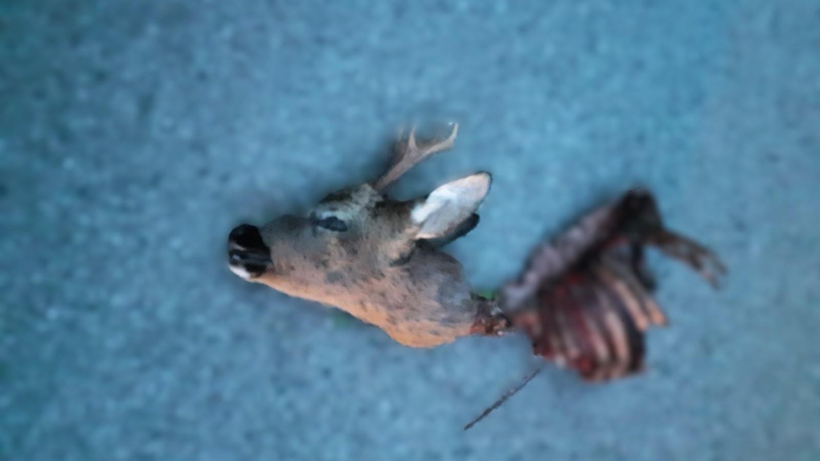 Wilderer? Reh-Kadaver sorgt in Hagen für Aufregung