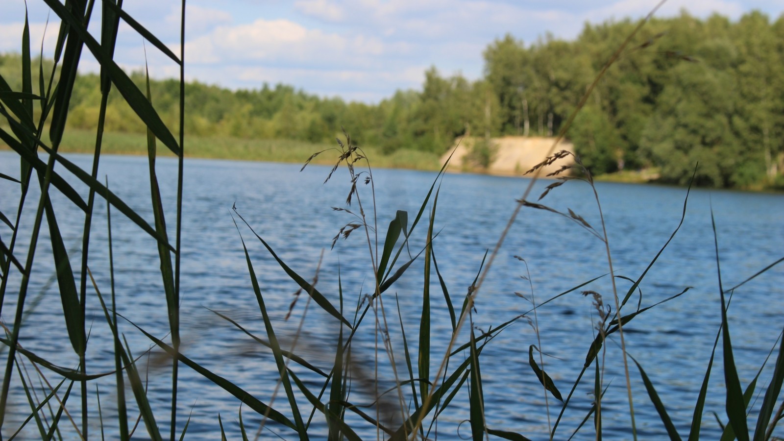 Am Baggersee in Appen-Etz: Exhibitionist hockt im Gebüsch – Frauen filmen
