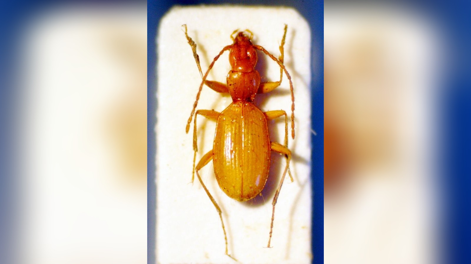 Hitler-Käfer: Braunes Insekt darf weiter Adolf Hitler heißen ...