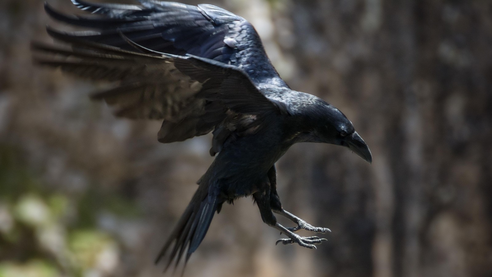 Drastische Warnung: Frau von Krähen attackiert – „blutige Kratzspuren!“