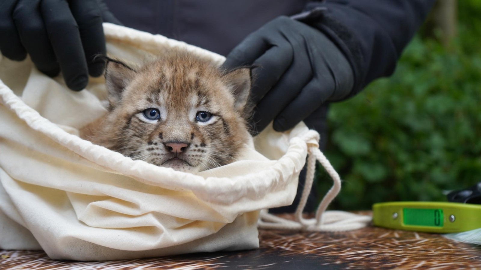Luchs-Babys mit strahlend blauen Augen im Wildpark geboren