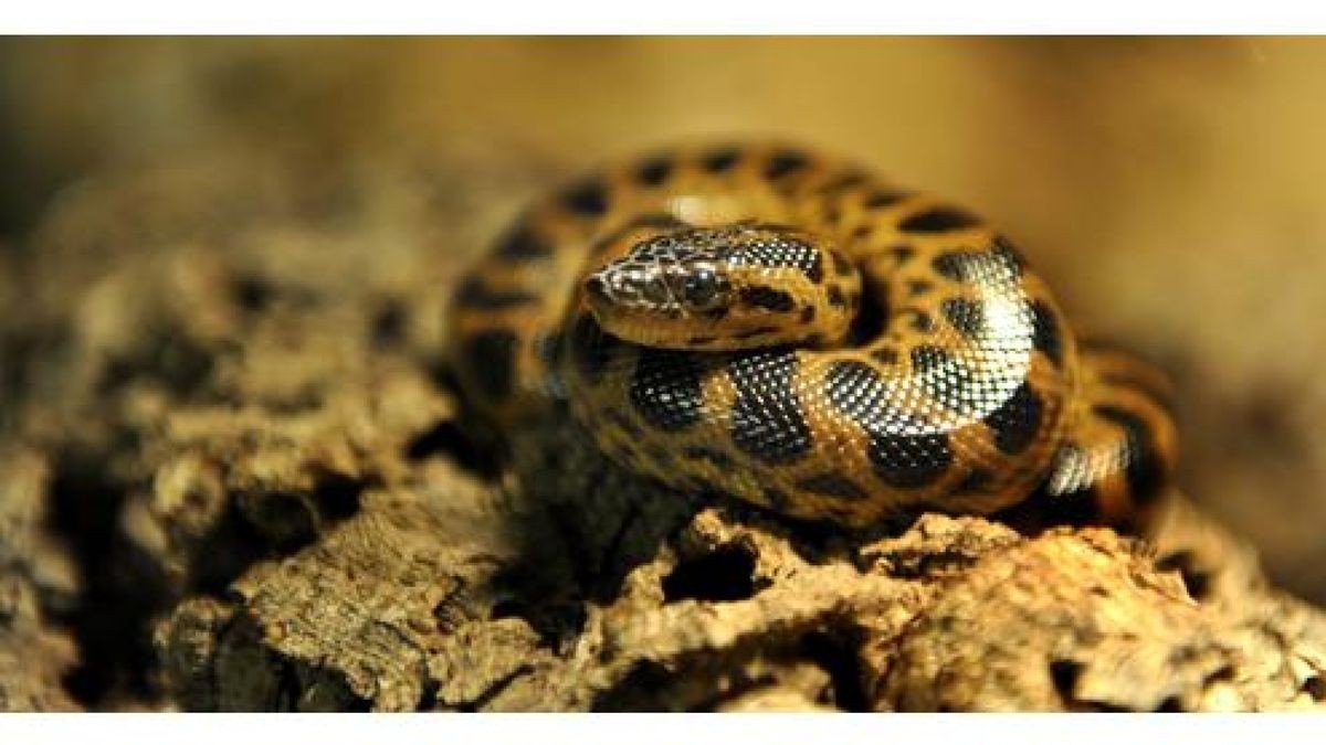 Schlangenpapa in Bülse