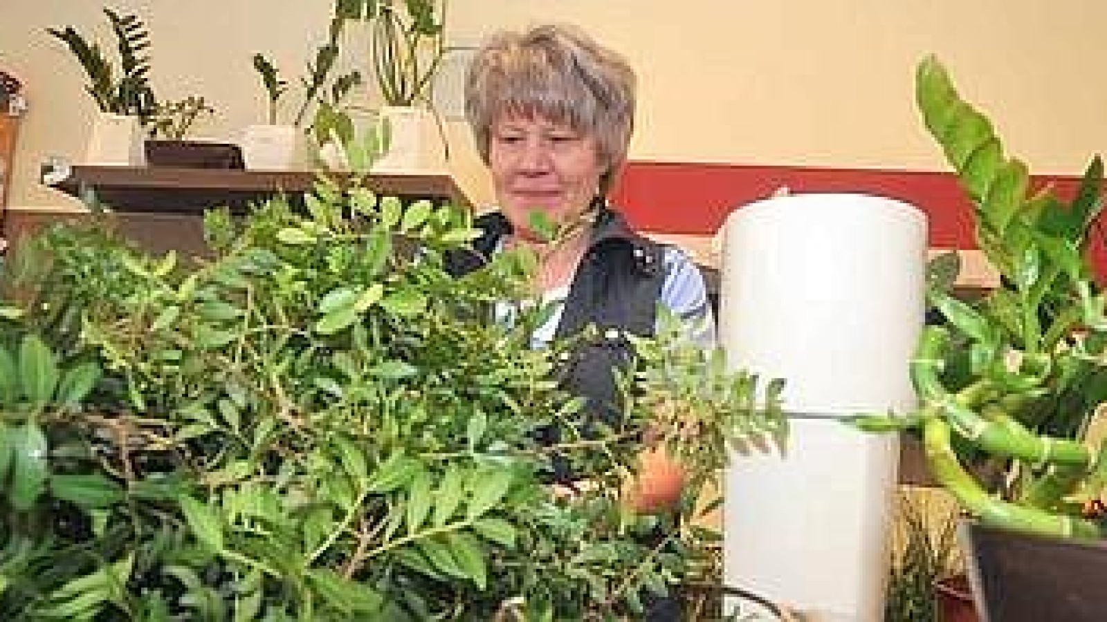 Rosen aus Ecuador werden knapp