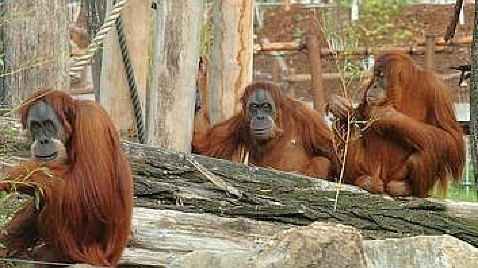 Auf die Insel, ihr Affen