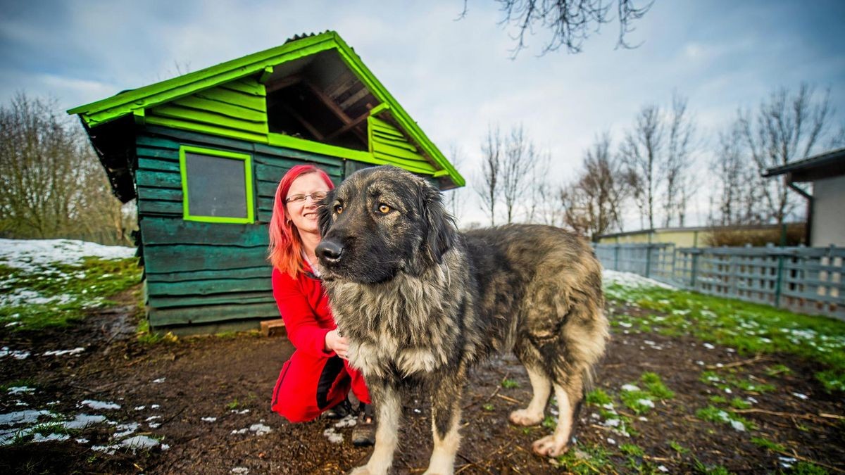 Nordhäuser Tierheim stößt mit Budget an seine Grenzen