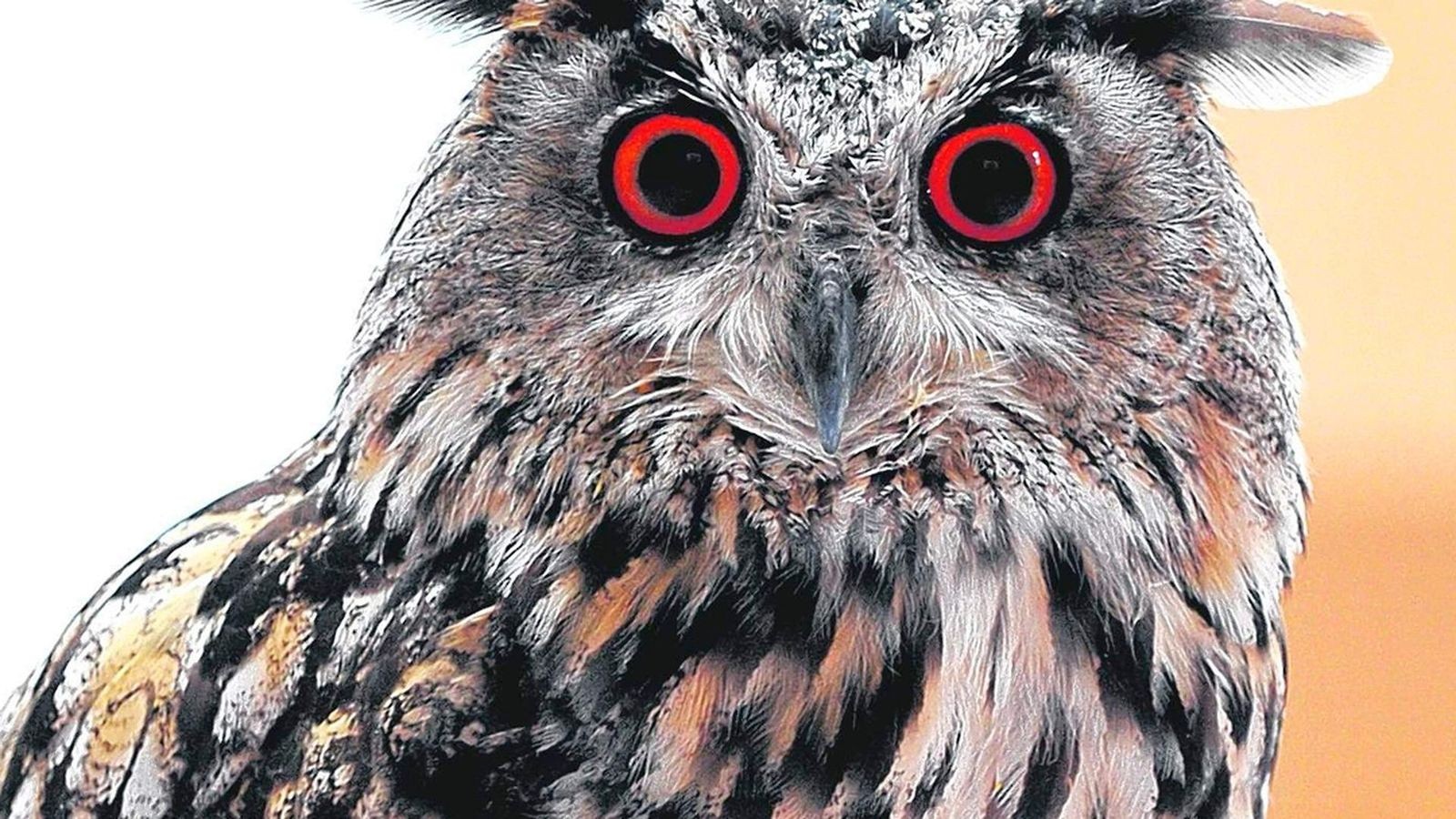 Der Uhu ruft wieder „Huuhuu“