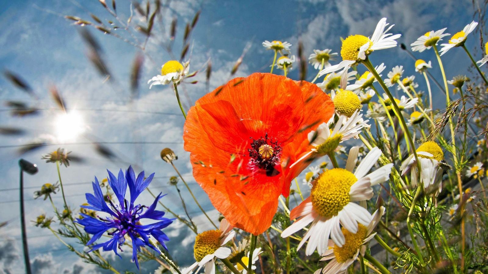 So schön ist der Sommer