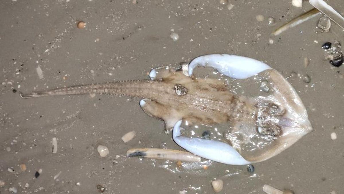 Urlauberin entdeckt seltenen Rochen am Strand von Baltrum