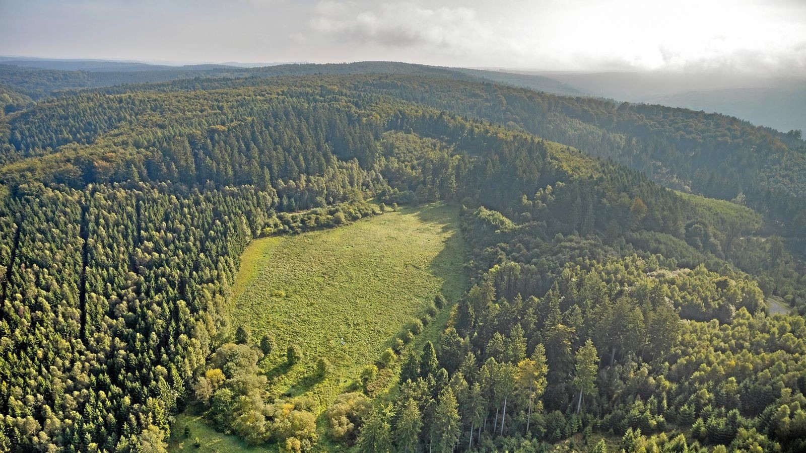 Neuer Pilzerreger im Arnsberger Wald: Appell an Besucher