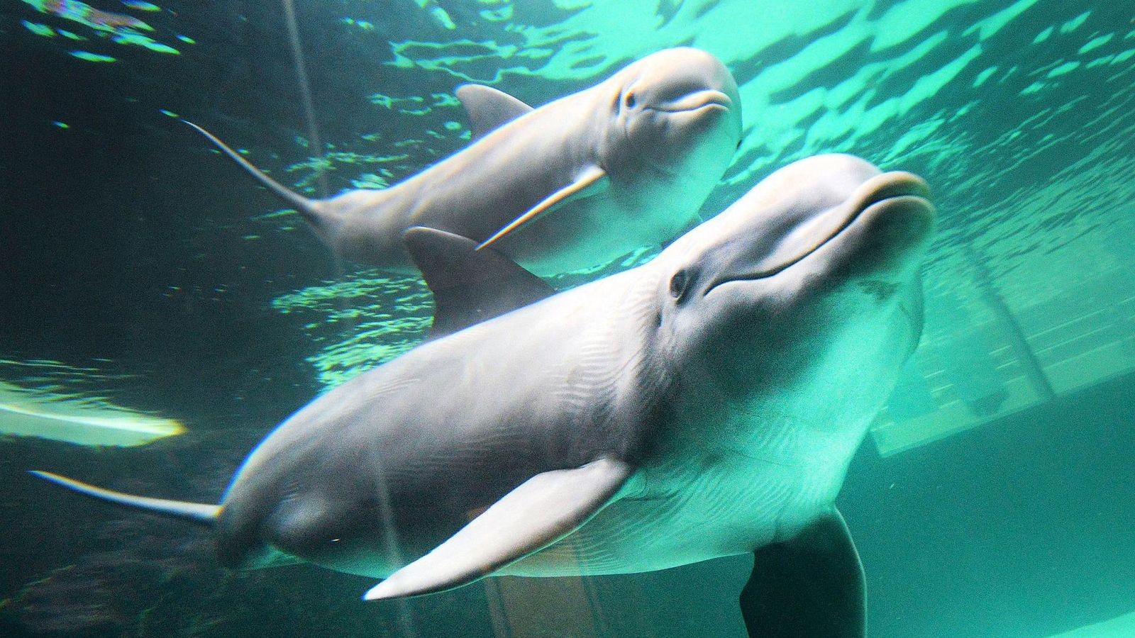 Duisburger Delfin-Baby hört auf den Namen Dobbie