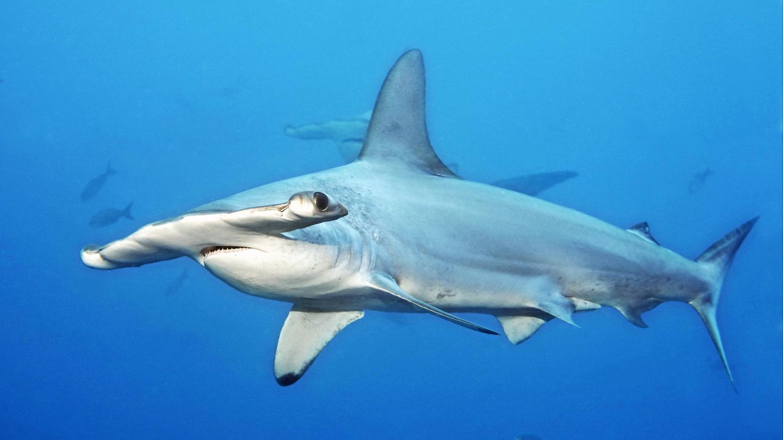 Hammerhaie: Forscher machen spektakuläre Entdeckung vor den Galápagos ...