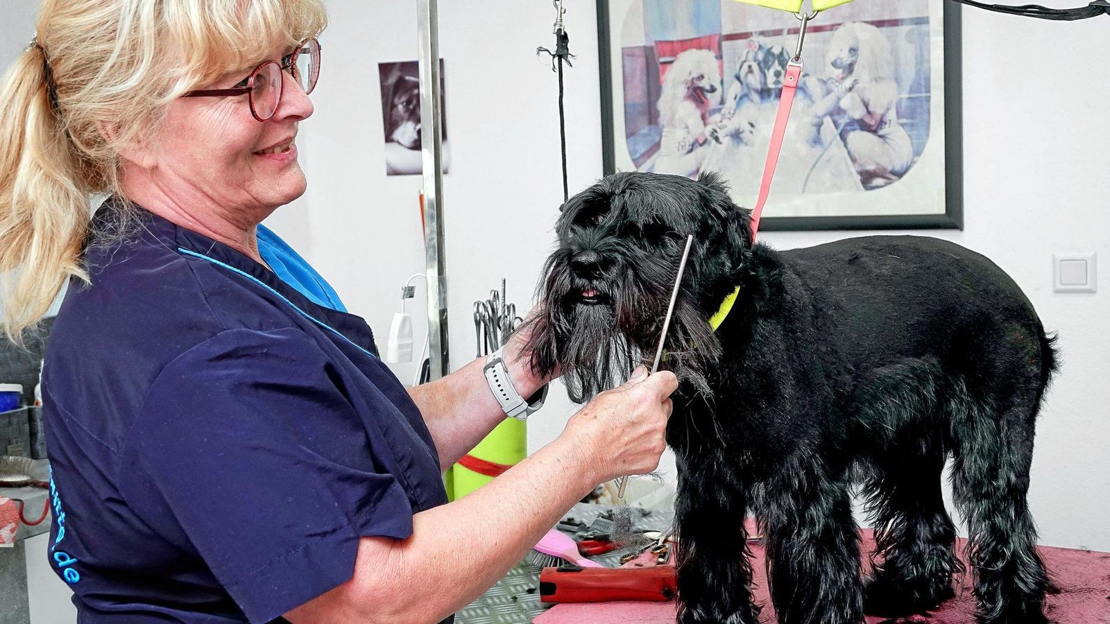 Darum ist Hundefriseurin Barbara Witte gefragt wie nie