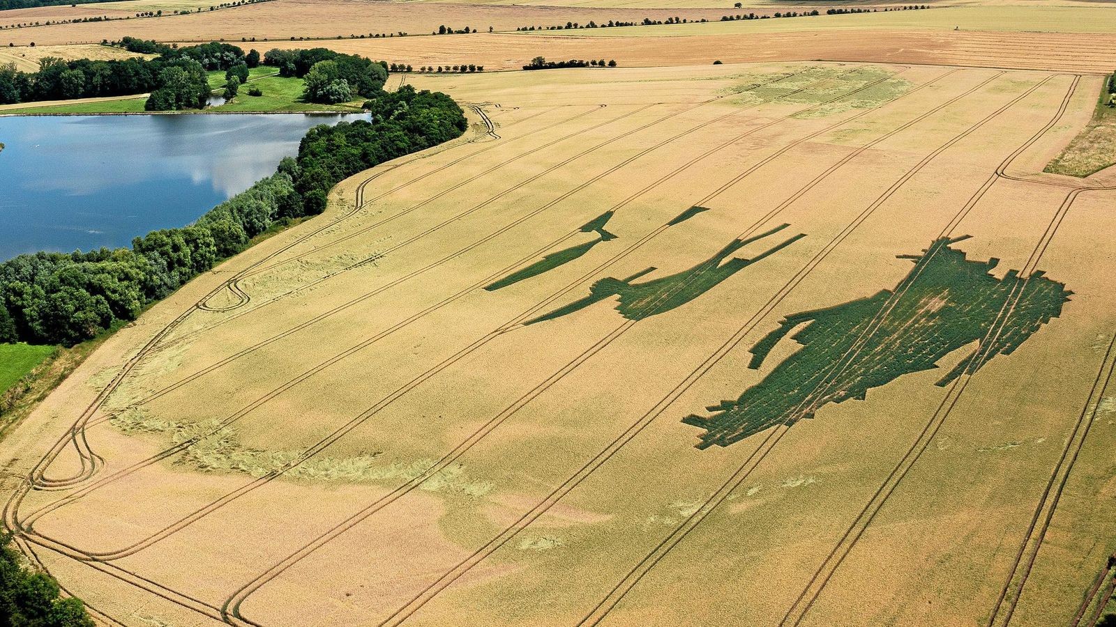 Mysteriöse Zeichen in einem Weizenfeld im Weimarer Land