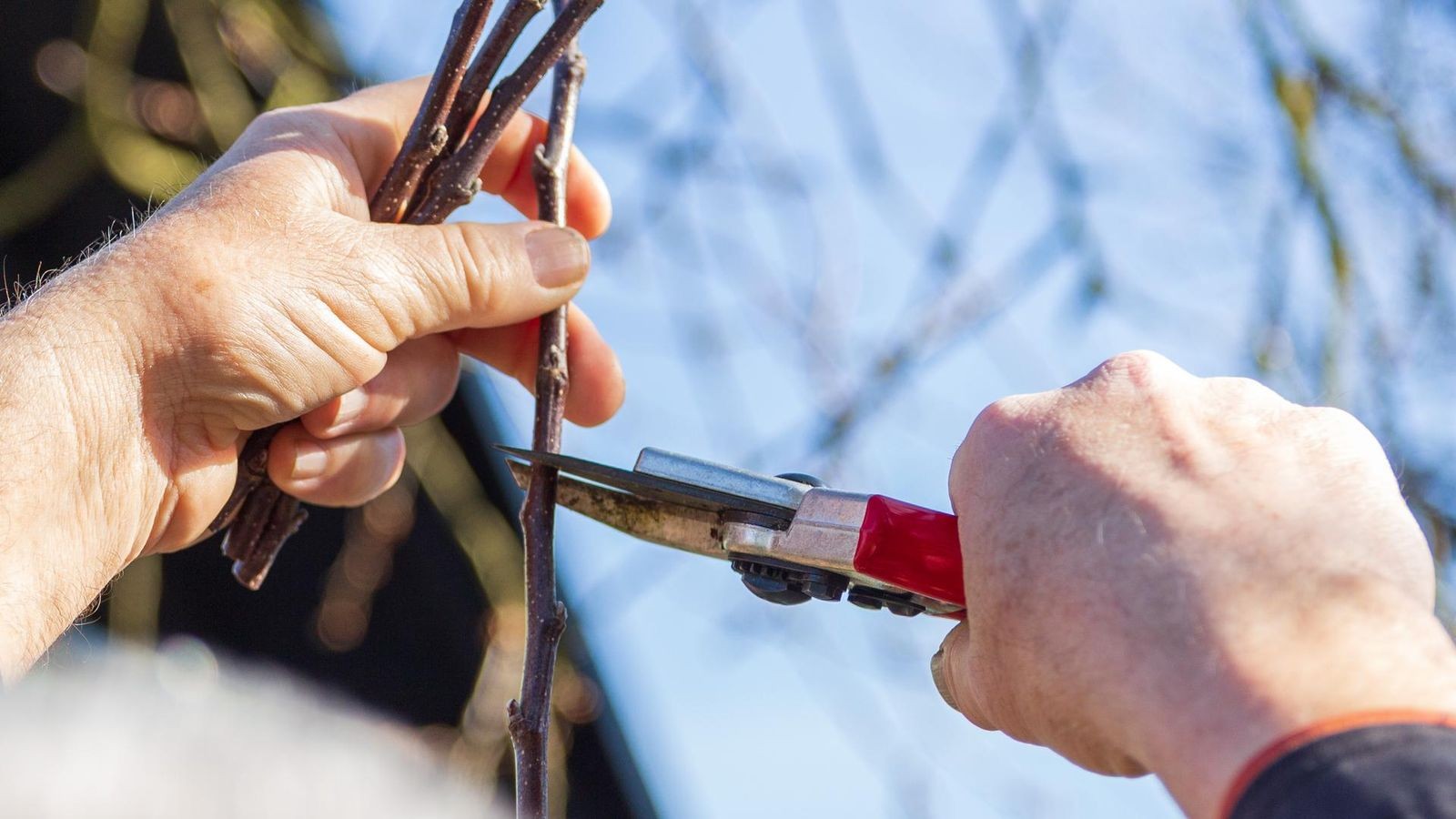 Biologische Aktion: So ist der richtige Obstbaum-Schnitt