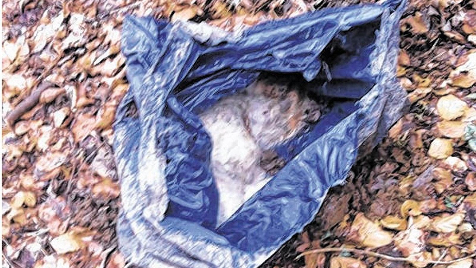 Unbekannter entsorgt toten Hund in Müllsack im Wald