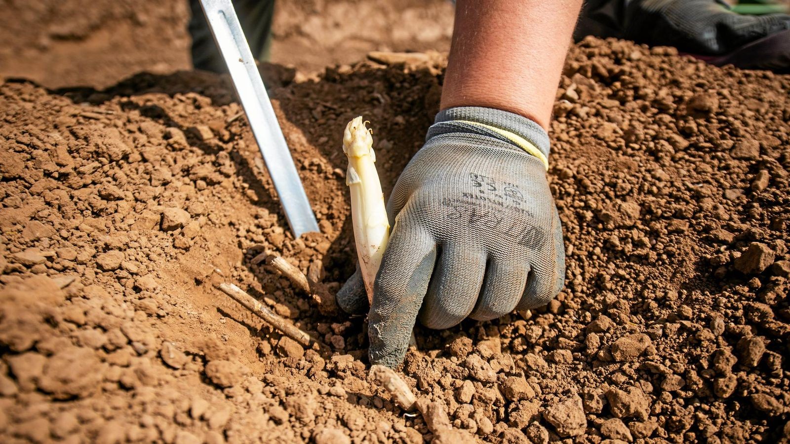 Spargel zum Selbst-Stechen in Herbsleben wieder beliebt