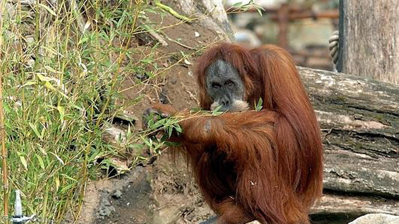 Auf die Insel, ihr Affen