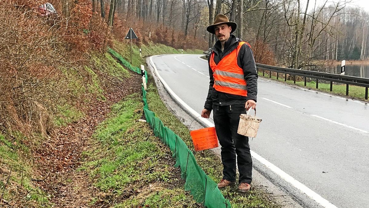 Ehrenamtliche helfen Kröten und Fröschen in Wilhelmsthal