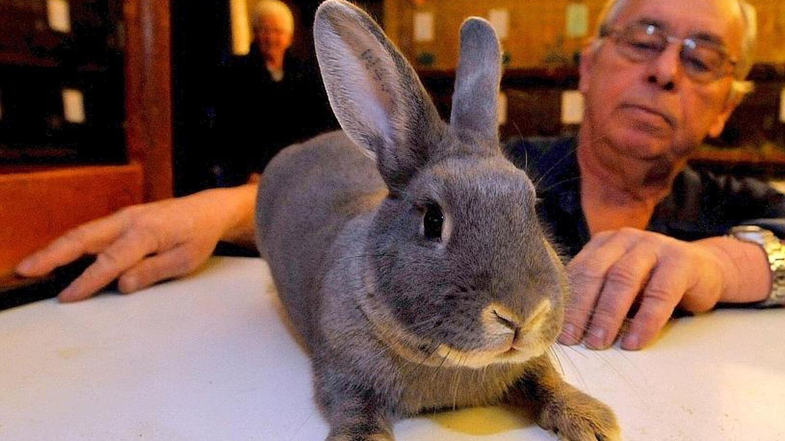 „Perlfee“ räumt bei Kaninchenschau in Buer ab