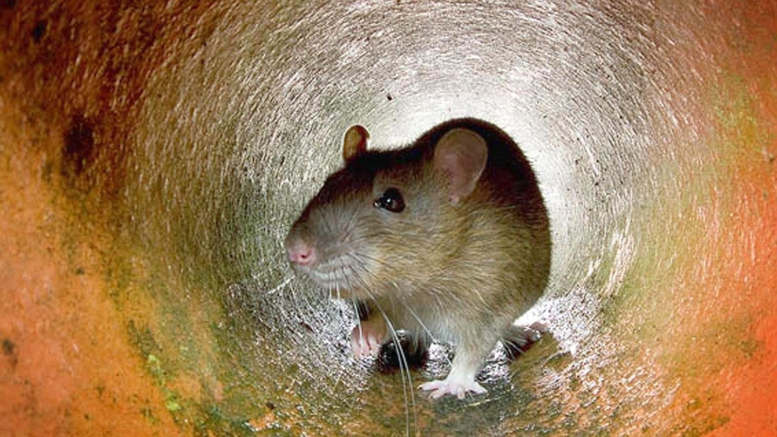 Ratten, Schmeißfliegen, Müll - das Ekel-Haus in Oberhausen