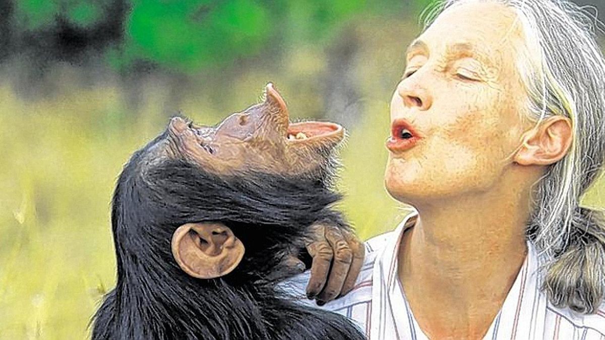 Ein Leben für Schimpansen, die vom Aussterben bedroht sind