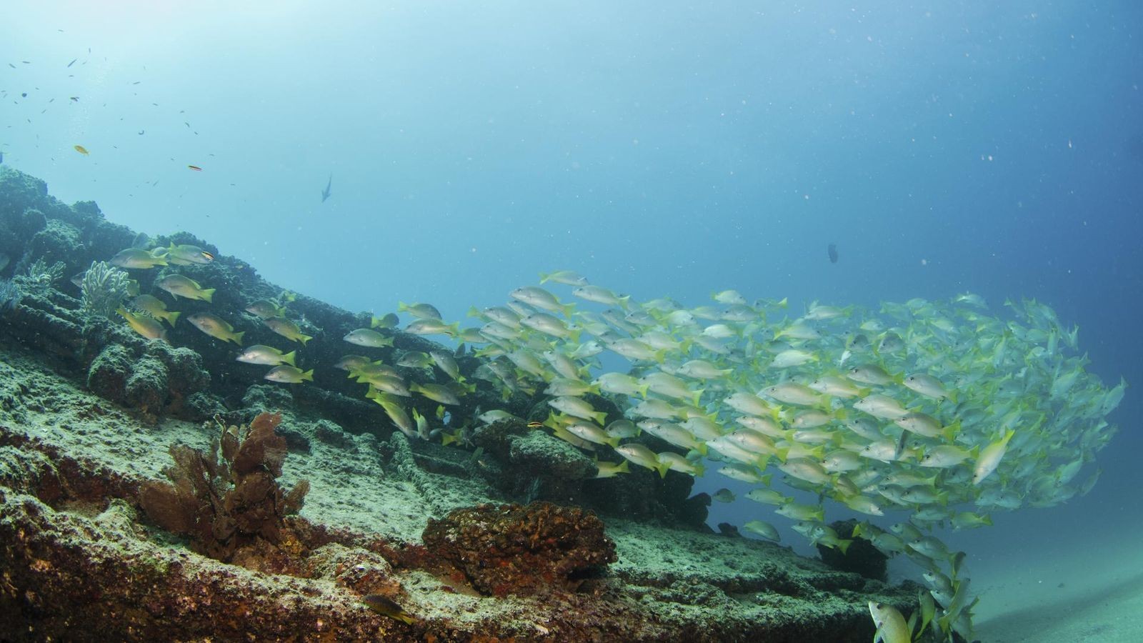 Riesiges künstliches Riff entsteht vor Florida