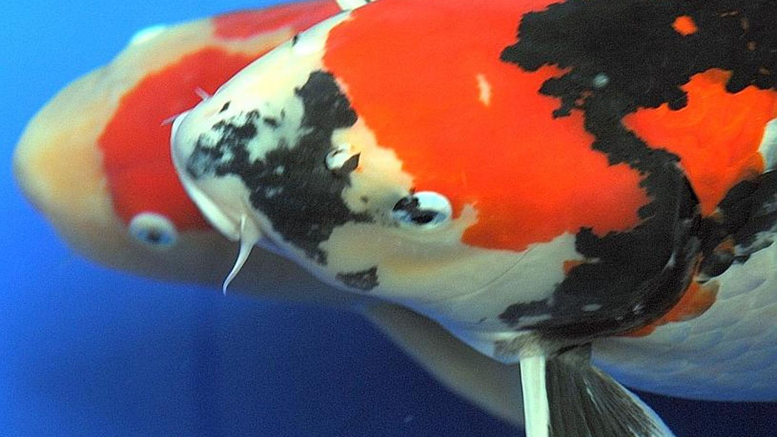 Koi-Fans zieht es nach Rheinberg