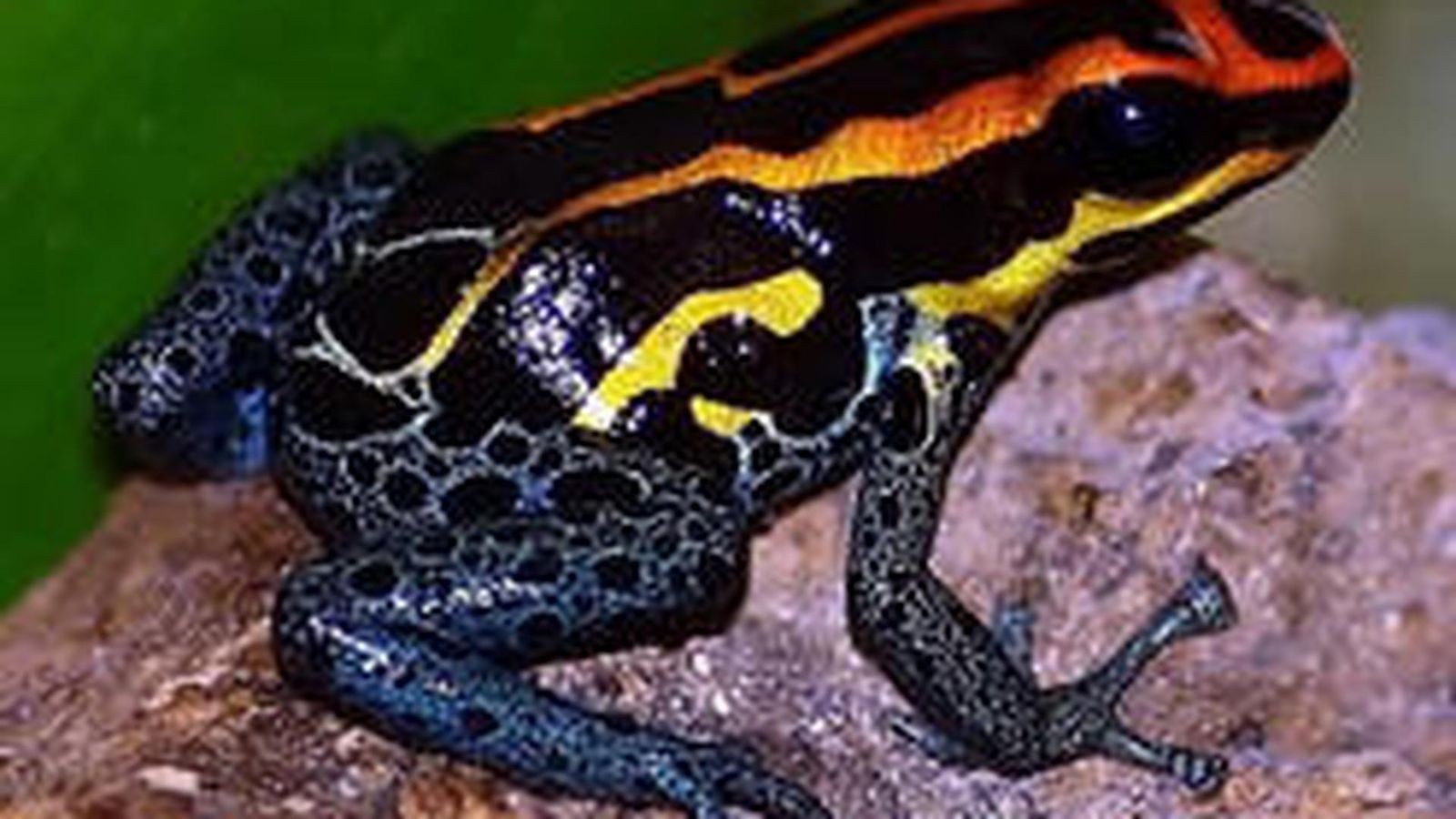 Neue Tierarten entdeckt