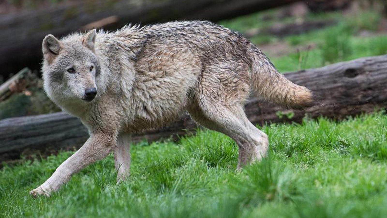 Verletzter Wolf läuft durch Innenstadt in Niedersachsen