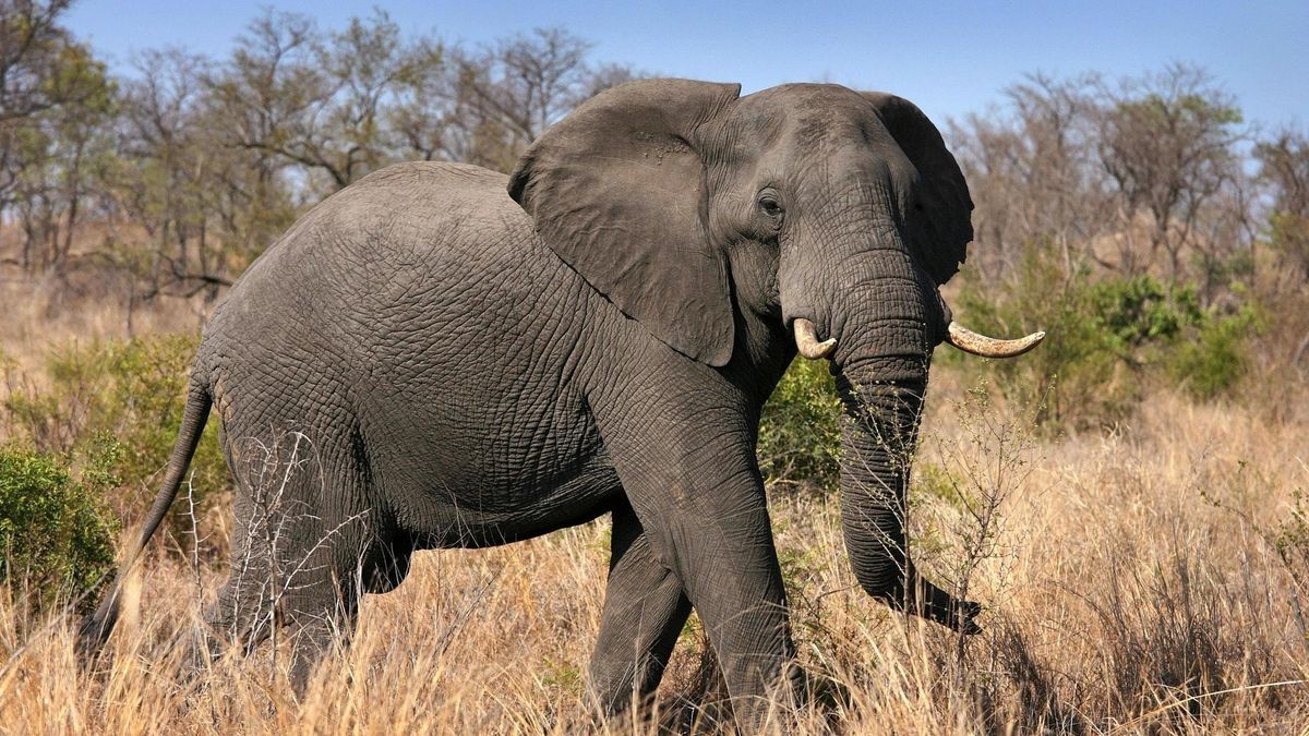 Brutale Szenen in Indien: Aggressiver Elefant läuft Amok