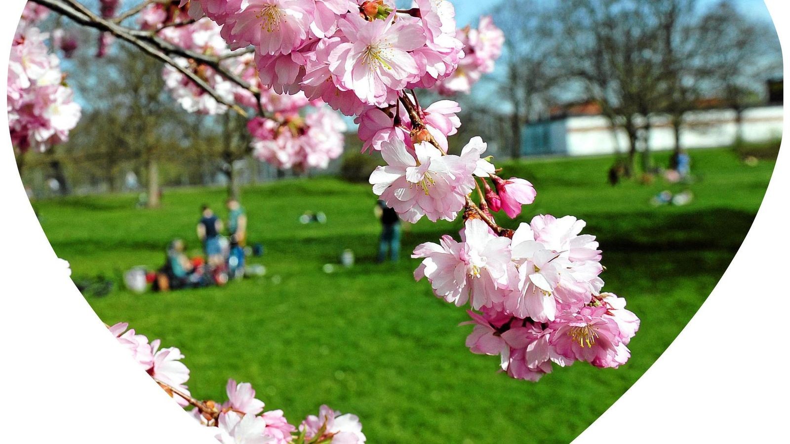 Über Krieg und Frieden, Valentin und die Liebe, Noah und das Olivenblatt