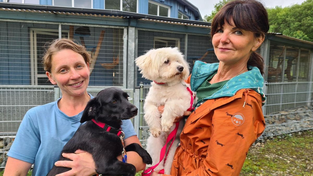 Hilferuf aus dem Tierheim Greiz: Dafür braucht man dringend Spenden