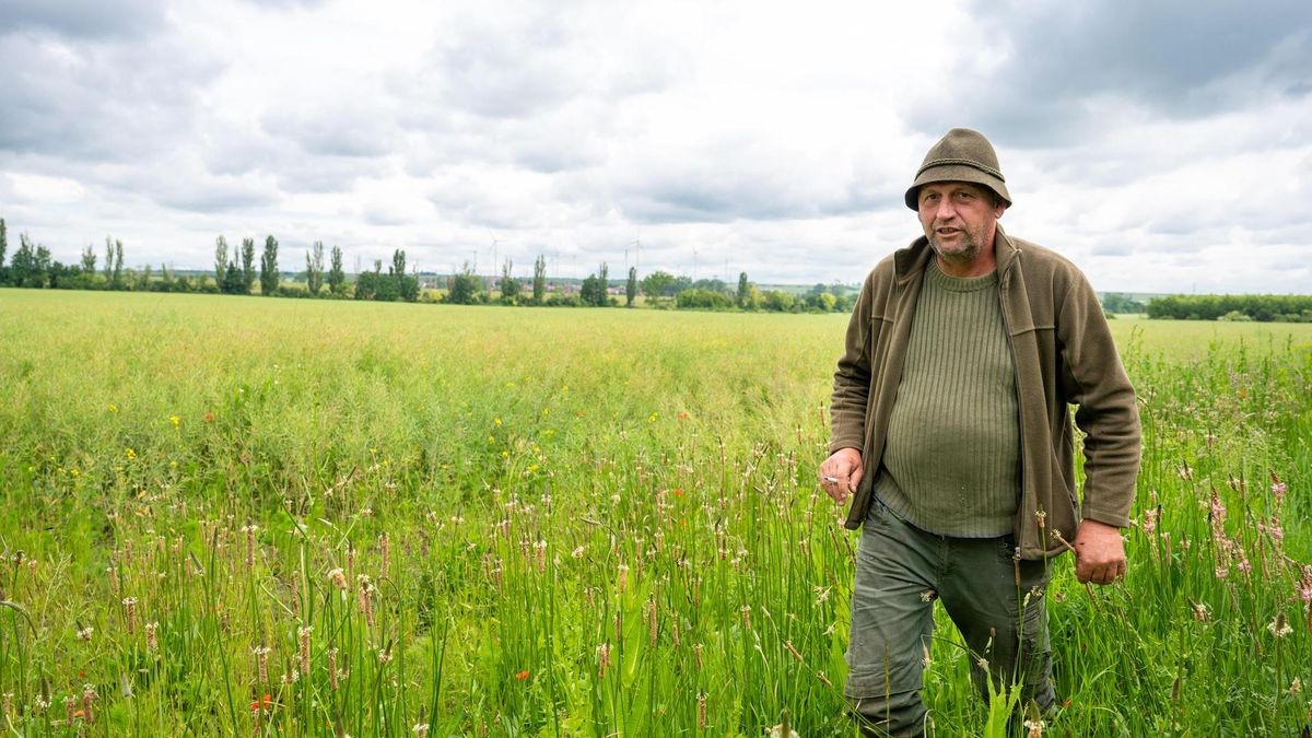 Landwirte kämpfen im Kreis Gotha für rebhuhnfreundliche Felder