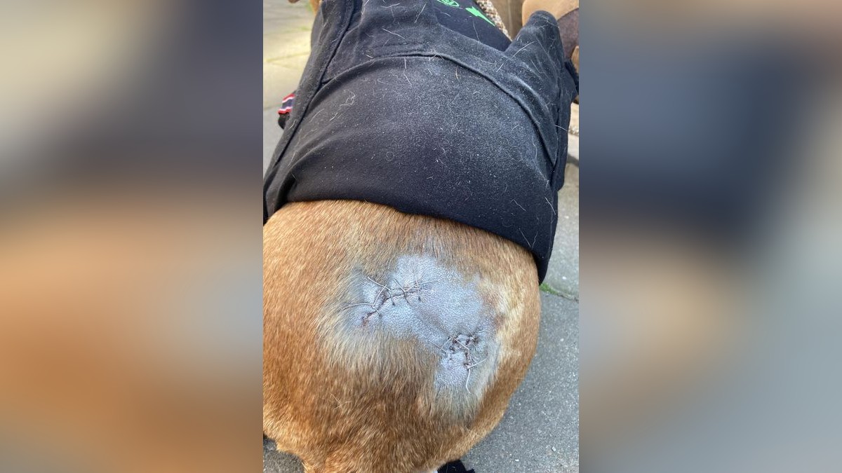 Biber beißt Hund im Jenaer Westviertel