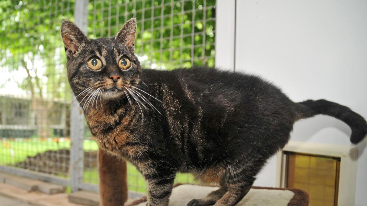 Im Gothaer Tierheim gibt es eine verschmuste Omi