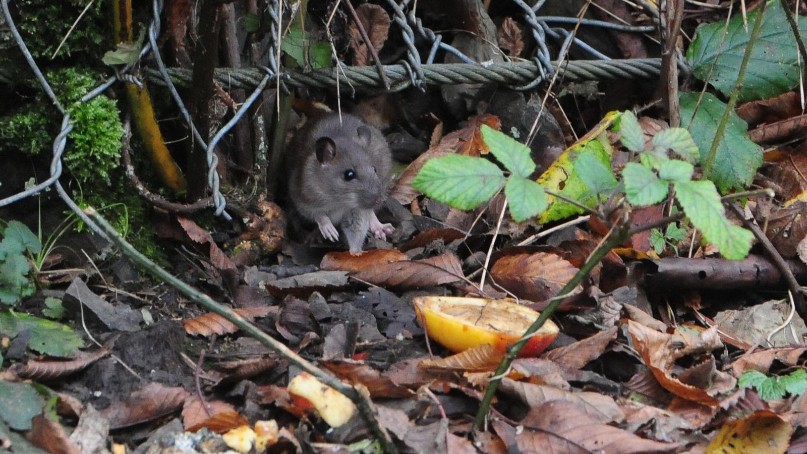 Rattenplage in Ennepetal: Das erschwert die Bekämpfung