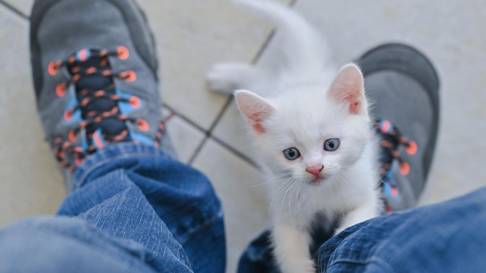 Weltkatzentag in Braunschweig: So macht Clickern Ihre Katze froh