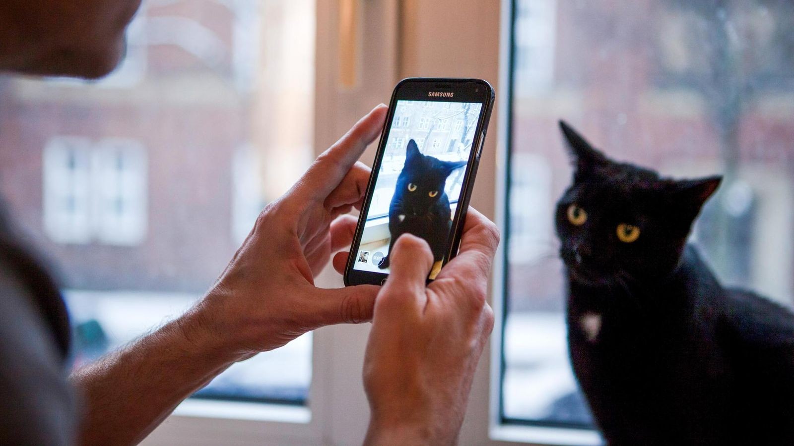 Fotostrecke zum Weltkatzentag: Das sind Ihre Katzen!