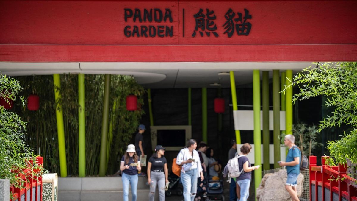 Zoo Berlin: Wann Besucher die Panda-Babys sehen können