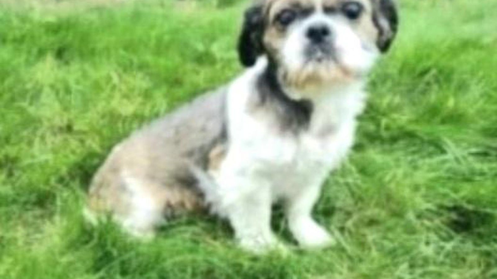 Lebte vorher nur in einer Box: Richia sucht schönes Zuhause