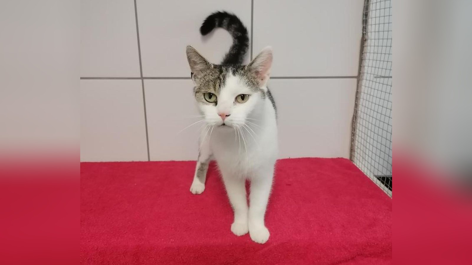 Gestrandet im Tierheim Gotha: Mag diese Katze Fast Food?