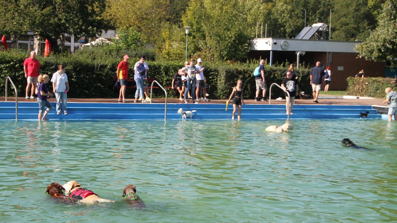Im Freibad Thiede geht es tierisch ab – wenn Hunde baden gehen