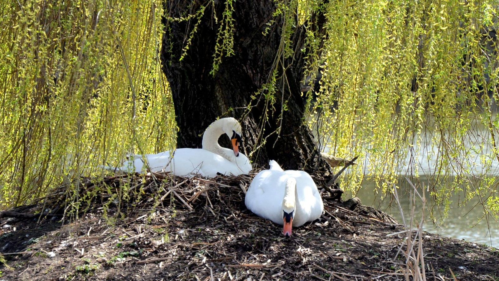 Sömmerda: Wo ist das beliebte Schwanenpaar?