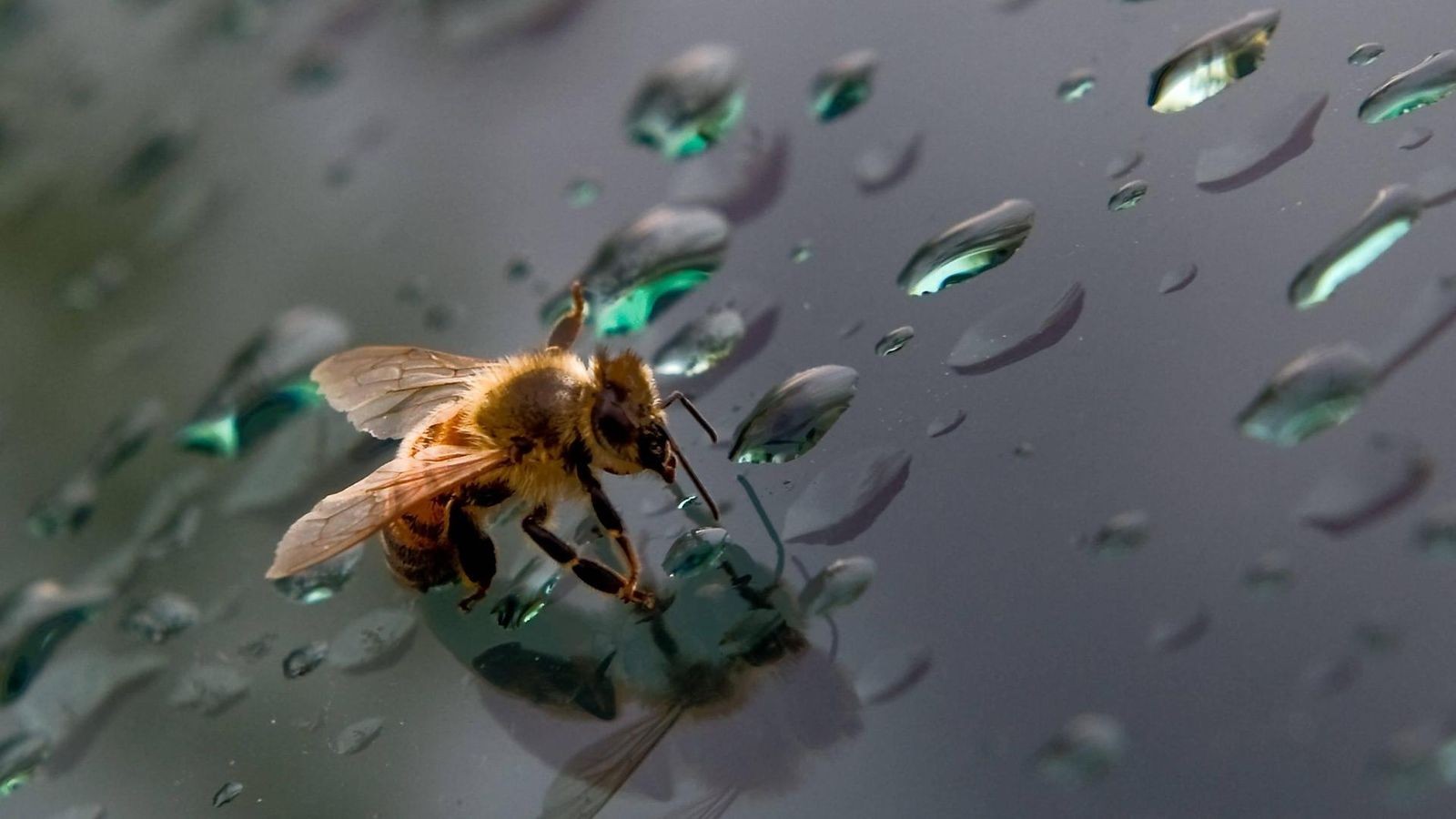 Rettungseinsatz in Brilon: Biene sticht Autofahrer