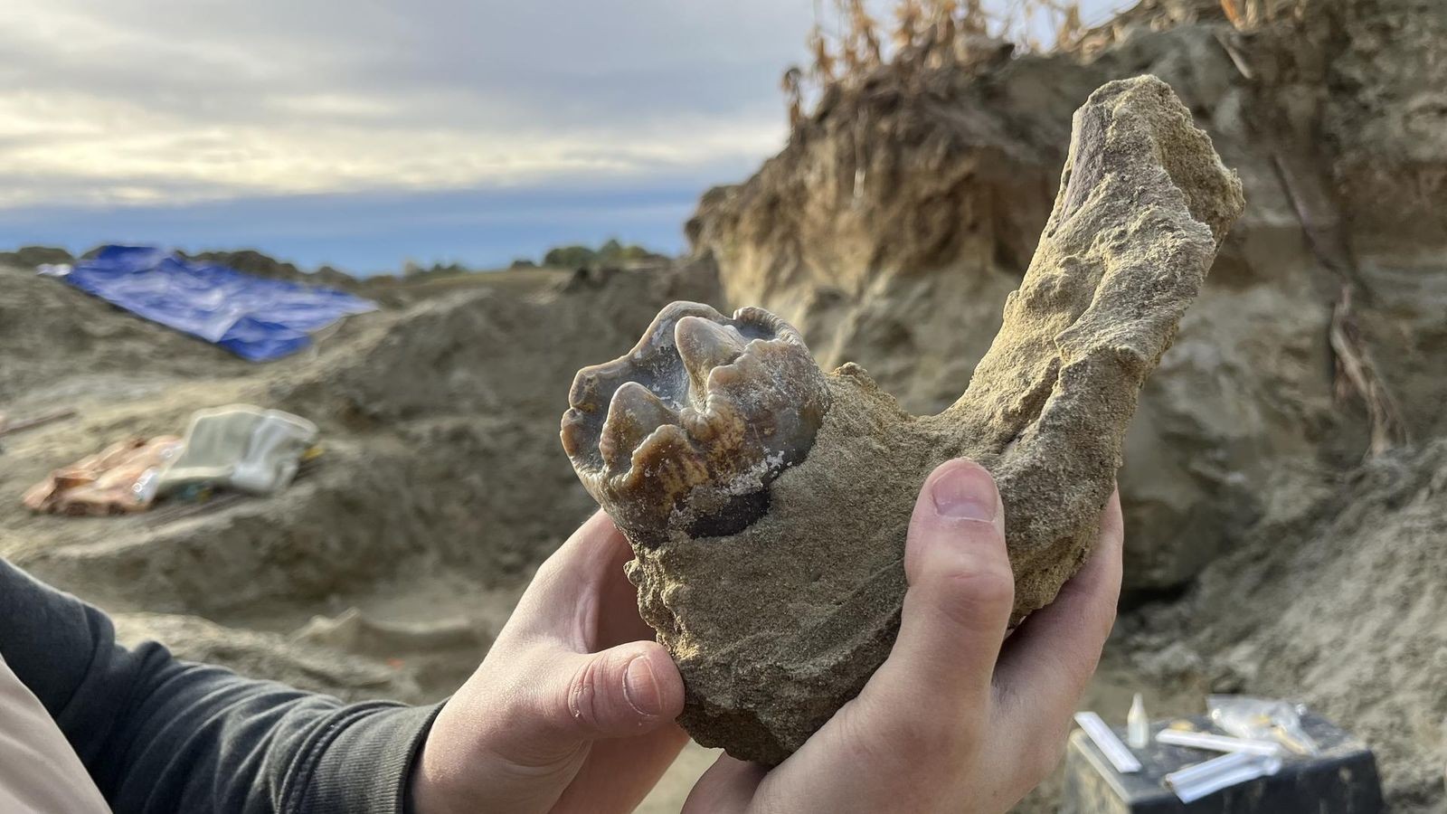 Urzeitelefant und Spinosaurus: Giganten der Urzeit erstmals in München