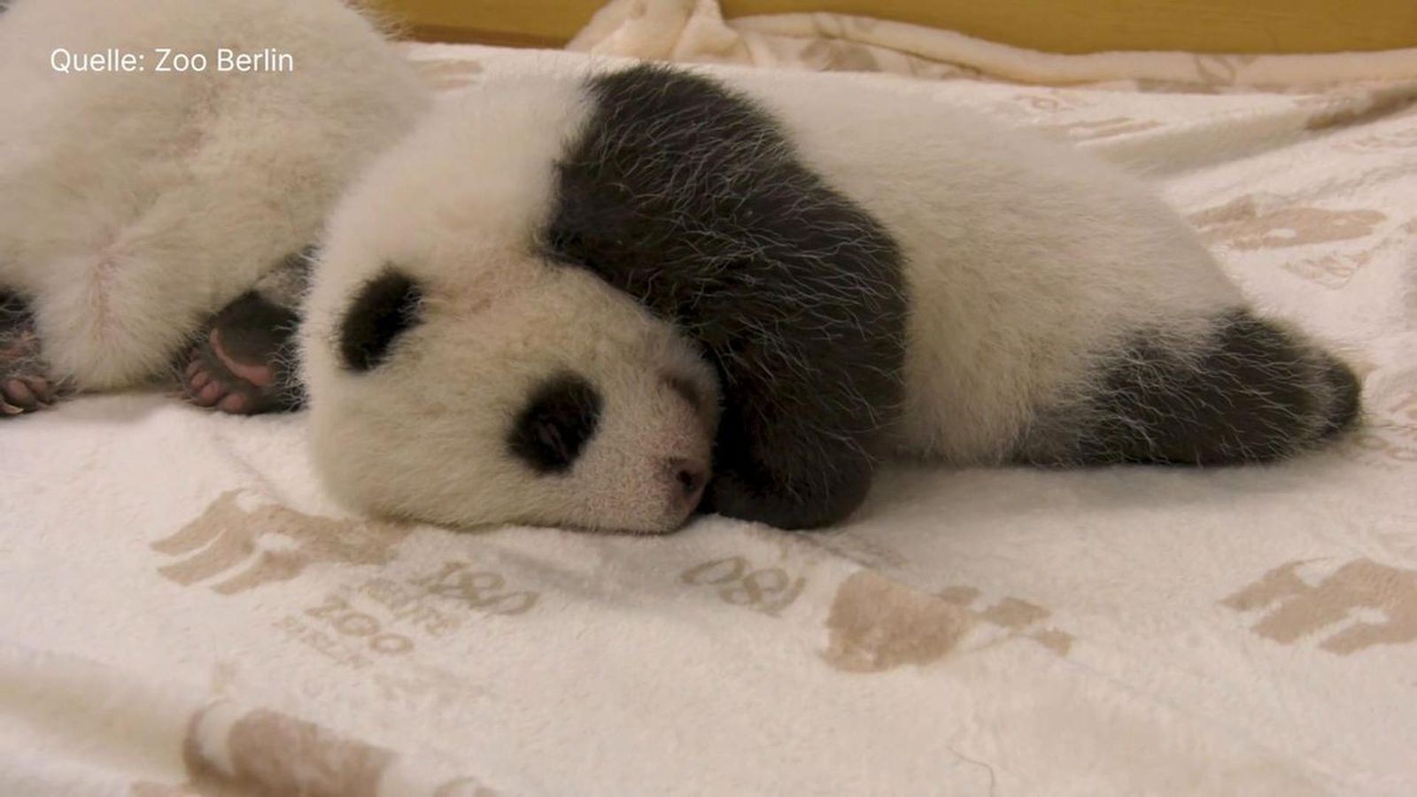 Sechs Wochen alt: Panda-Zwillinge öffnen ihre Augen