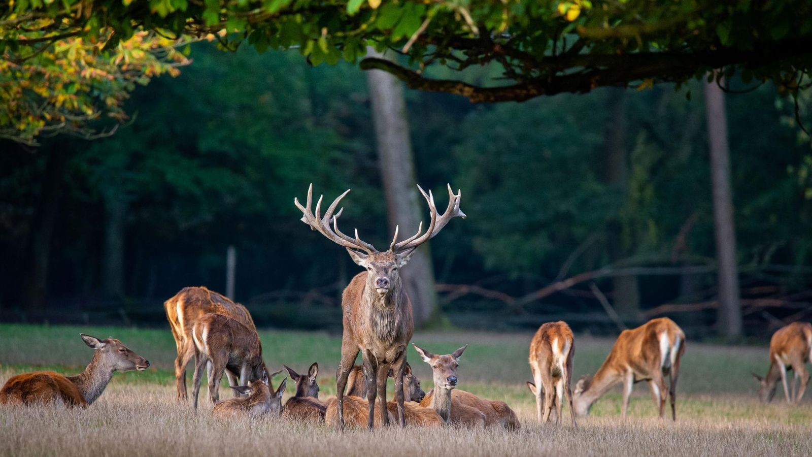 Wildwald Voßwinkel: Das kann man in der Natur erleben