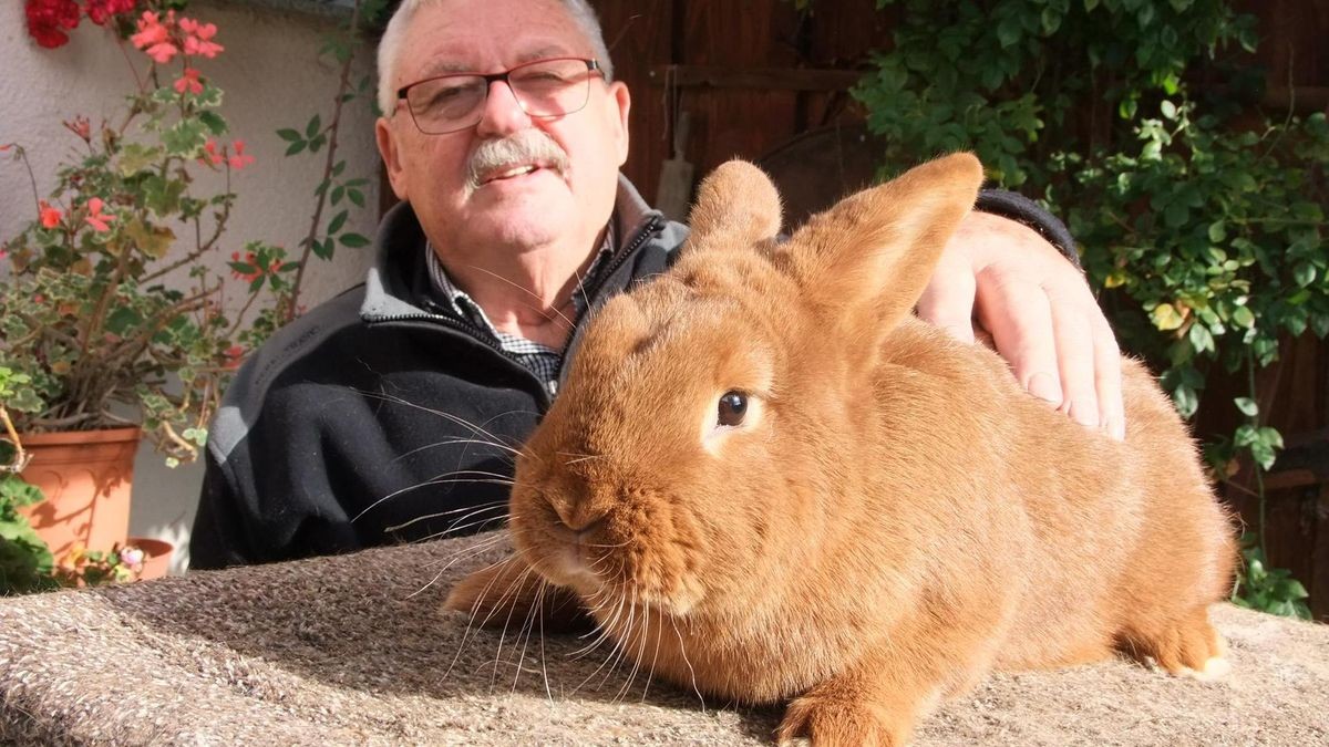 Seltene Bundes-Kaninchenschau im Saale-Holzland