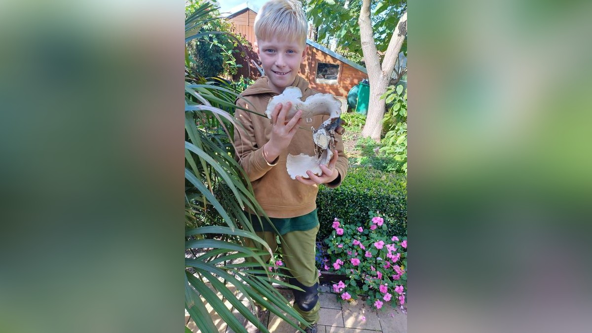 Kurioser Pilzfund überrascht Experten im Saale-Orla-Kreis: „Habe noch nie einen gefunden“